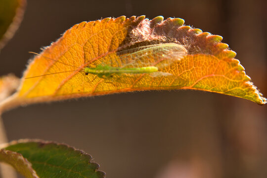 รูปภาพGlasswing – เลือกดูภาพถ่ายสต็อก เวกเตอร์ และวิดีโอ1,021 | Adobe Stock