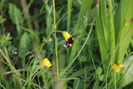 Butine bilder – Bläddra bland 1,784 stockfoton, vektorer och videor ...