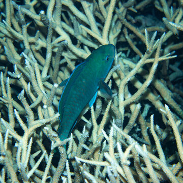 รูปภาพPirania – เลือกดูภาพถ่ายสต็อก เวกเตอร์ และวิดีโอ358 | Adobe Stock