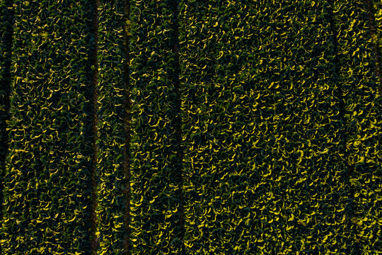 Lucre Images – Browse 3,122,877 Stock Photos, Vectors, and Video ...