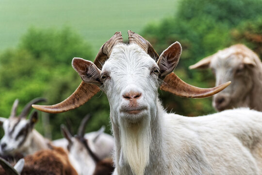 Stolidly bilder – Bläddra bland 1,250 stockfoton, vektorer och videor ...