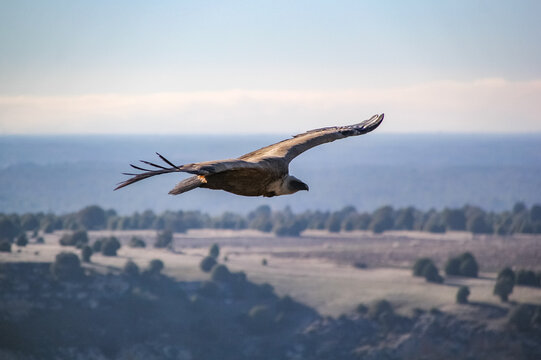 Alcon Images – Browse 241 Stock Photos, Vectors, and Video | Adobe Stock