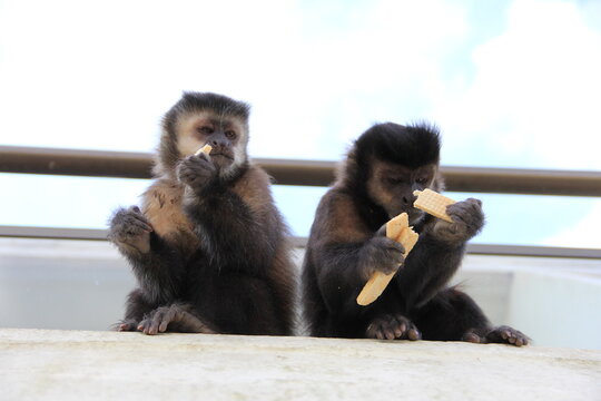 Imágenes de Monitos: descubre bancos de fotos, ilustraciones, vectores ...