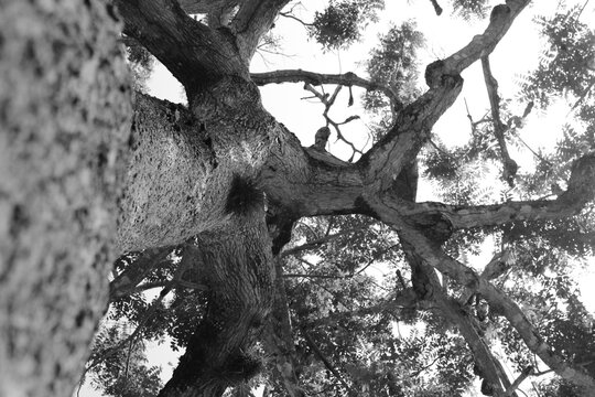 Imágenes de Jobo: descubre bancos de fotos, ilustraciones, vectores y ...