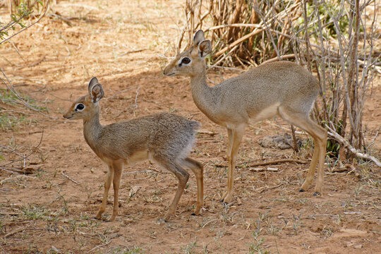 Dik-Dik Bilder – Durchsuchen 1,161 Archivfotos, Vektorgrafiken und ...
