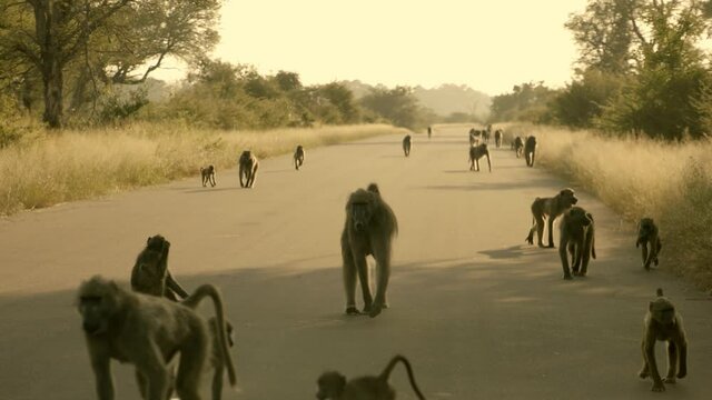 "Cape Baboon" 影像 – 瀏覽 4,915 個素材庫相片、向量圖和影片 | Adobe Stock