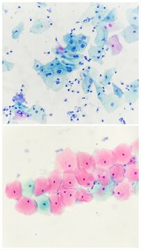 Lsil Images – Browse 48 Stock Photos, Vectors, and Video | Adobe Stock