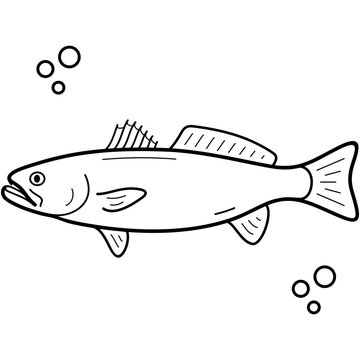 Weakfish Imagens – Procure 19 fotos, vetores e vídeos | Adobe Stock