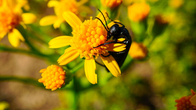 รูปภาพ"Bug-Eyed – เลือกดูภาพถ่ายสต็อก เวกเตอร์ และวิดีโอ947 | Adobe Stock
