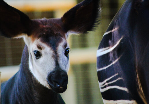 รูปภาพOkapi – เลือกดูภาพถ่ายสต็อก เวกเตอร์ และวิดีโอ1,678 | Adobe Stock