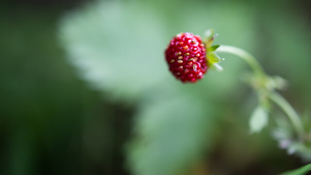 Fragolina Bilder – Durchsuchen 181 Archivfotos, Vektorgrafiken und ...