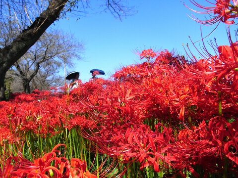 รูปภาพHiganbana – เลือกดูภาพถ่ายสต็อก เวกเตอร์ และวิดีโอ533 | Adobe Stock