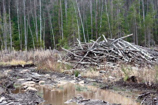 Clearfelling bilder – Bläddra bland 5,530 stockfoton, vektorer och ...
