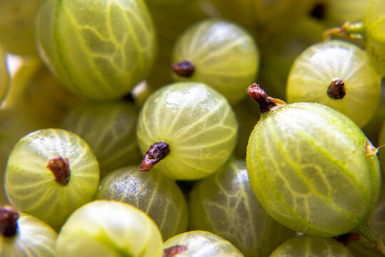 Agrest 이미지 – 찾아보기 495 스톡 사진, 벡터 및 비디오 | Adobe Stock