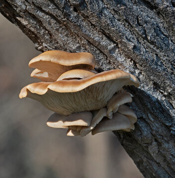 Shelf Fungi Identification