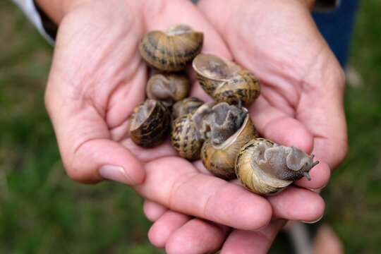 รูปภาพ"Escargots – เลือกดูภาพถ่ายสต็อก เวกเตอร์ และวิดีโอ3,695 | Adobe ...