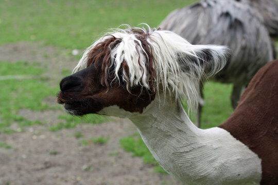 「Tylopoda」の画像 - 189 件の Stock 写真、ベクターおよびビデオ | Adobe Stock