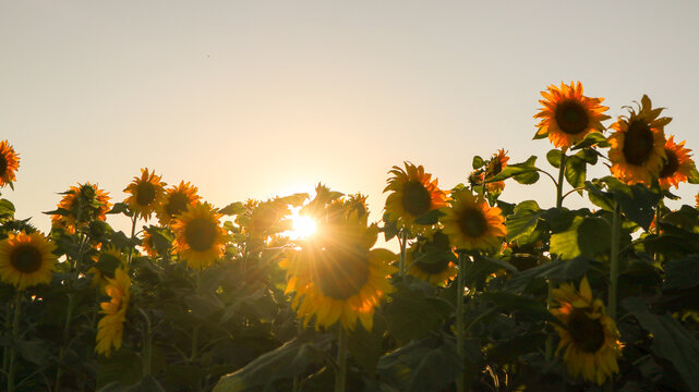 Heliotropic Images – Browse 127 Stock Photos, Vectors, and Video ...