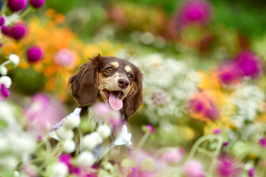 รูปภาพAlang-Alang – เลือกดูภาพถ่ายสต็อก เวกเตอร์ และวิดีโอ14,558 ...