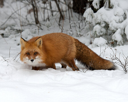 Pictrue 이미지 – 찾아보기 127 스톡 사진, 벡터 및 비디오 | Adobe Stock