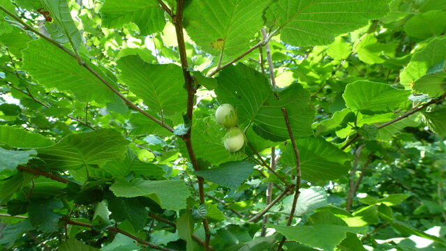 Haselnussblatt Bilder – Durchsuchen 1,262 Archivfotos, Vektorgrafiken ...