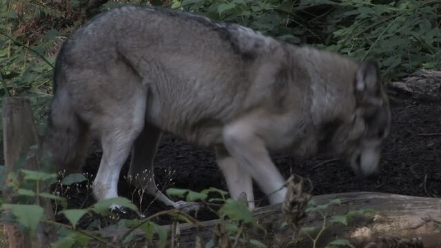 Wolves Video Footage – Browse 14,581 HD Stock Video and Footage | Adobe ...