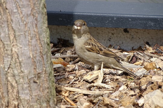 Spatz Images – Parcourir 14,341 le catalogue de photos, vecteurs et ...