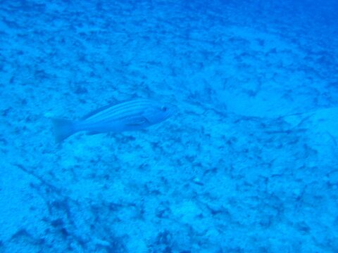 Haifischflosse Bilder – Durchsuchen 4,048 Archivfotos, Vektorgrafiken ...