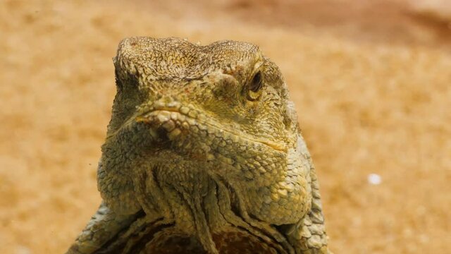 Jesus Lizard Head