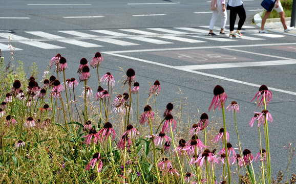 Imágenes de Palida: descubre bancos de fotos, ilustraciones, vectores y ...