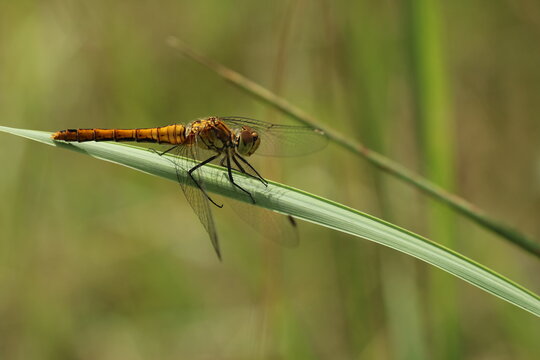 Blattoptera-Bilder: Stock-Fotos & -Videos. | Adobe Stock