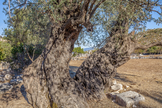 "Old Olive Tree" Images – Browse 138 Stock Photos, Vectors, and Video ...