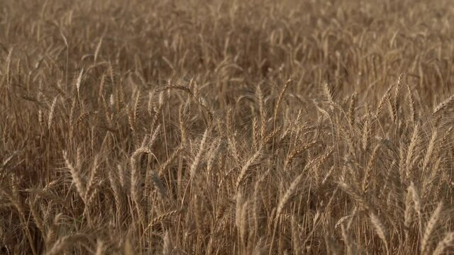 "Wheat Texture" Images – Browse 219 Stock Photos, Vectors, and Video ...