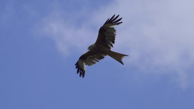 "Red Kite" Images – Browse 9,165 Stock Photos, Vectors, and Video ...