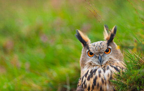 Buho Images – Browse 1,744 Stock Photos, Vectors, and Video | Adobe Stock