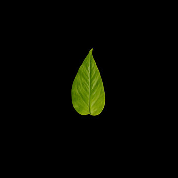 Porthos Images – Browse 39 Stock Photos, Vectors, and Video | Adobe Stock