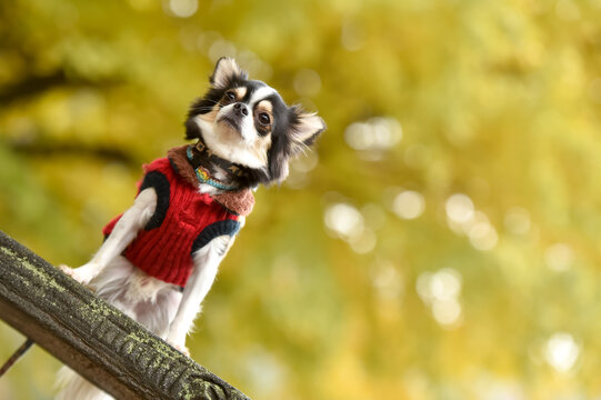 Vertuschen Bilder – Durchsuchen 4,423 Archivfotos, Vektorgrafiken und ...