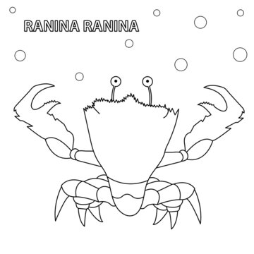 Ranina Images – Browse 44 Stock Photos, Vectors, and Video | Adobe Stock