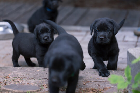Bystry-Bilder: Stock-Fotos & -Videos. | Adobe Stock