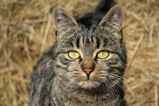 Getigerte Images – Browse 1,881 Stock Photos, Vectors, and Video ...