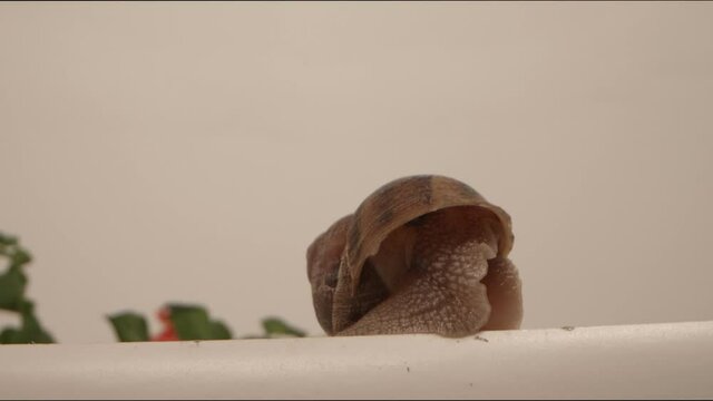 Obrázky "Helix Aspersa" – procházejte fotografie, vektory a videa 5,126 ...