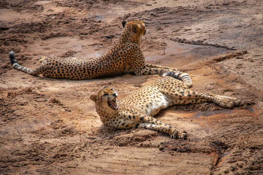 รูปภาพGeparden – เลือกดูภาพถ่ายสต็อก เวกเตอร์ และวิดีโอ520 | Adobe Stock