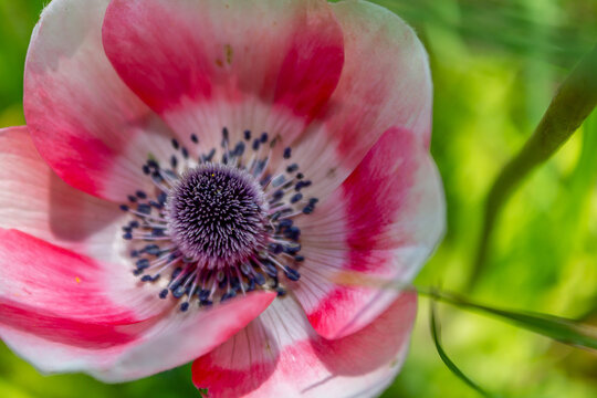 Cvet Images – Browse 30 Stock Photos, Vectors, and Video | Adobe Stock