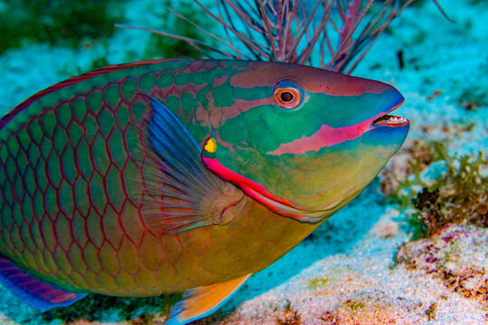 รูปภาพPollyfish – เลือกดูภาพถ่ายสต็อก เวกเตอร์ และวิดีโอ6,968 | Adobe Stock