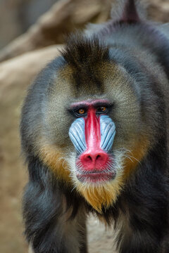 Colorful Baboon Face