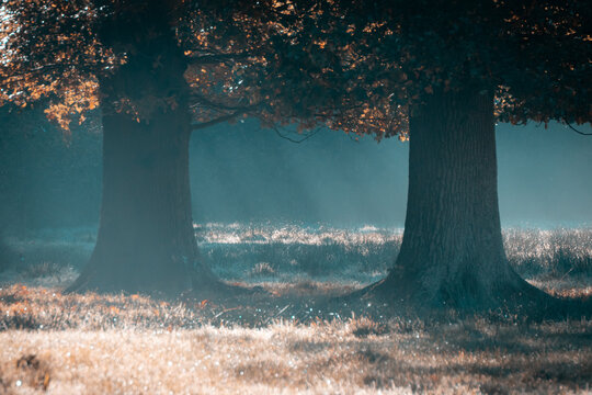 "Light Through Trees" Images – Browse 113 Stock Photos, Vectors, and ...