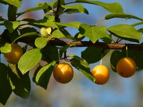 Mirabelle bilder – Bläddra bland 8,941 stockfoton, vektorer och videor ...