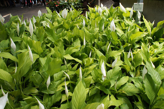 Spath Images – Browse 3,340 Stock Photos, Vectors, and Video | Adobe Stock