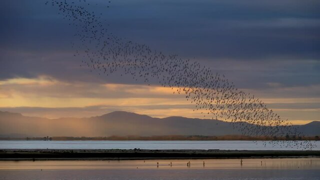 Wrybill Bilder – Durchsuchen 392 Archivfotos, Vektorgrafiken und Videos ...