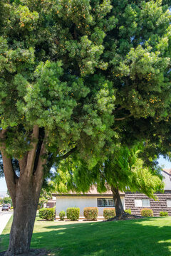 รูปภาพPodocarpus – เลือกดูภาพถ่ายสต็อก เวกเตอร์ และวิดีโอ753 | Adobe Stock